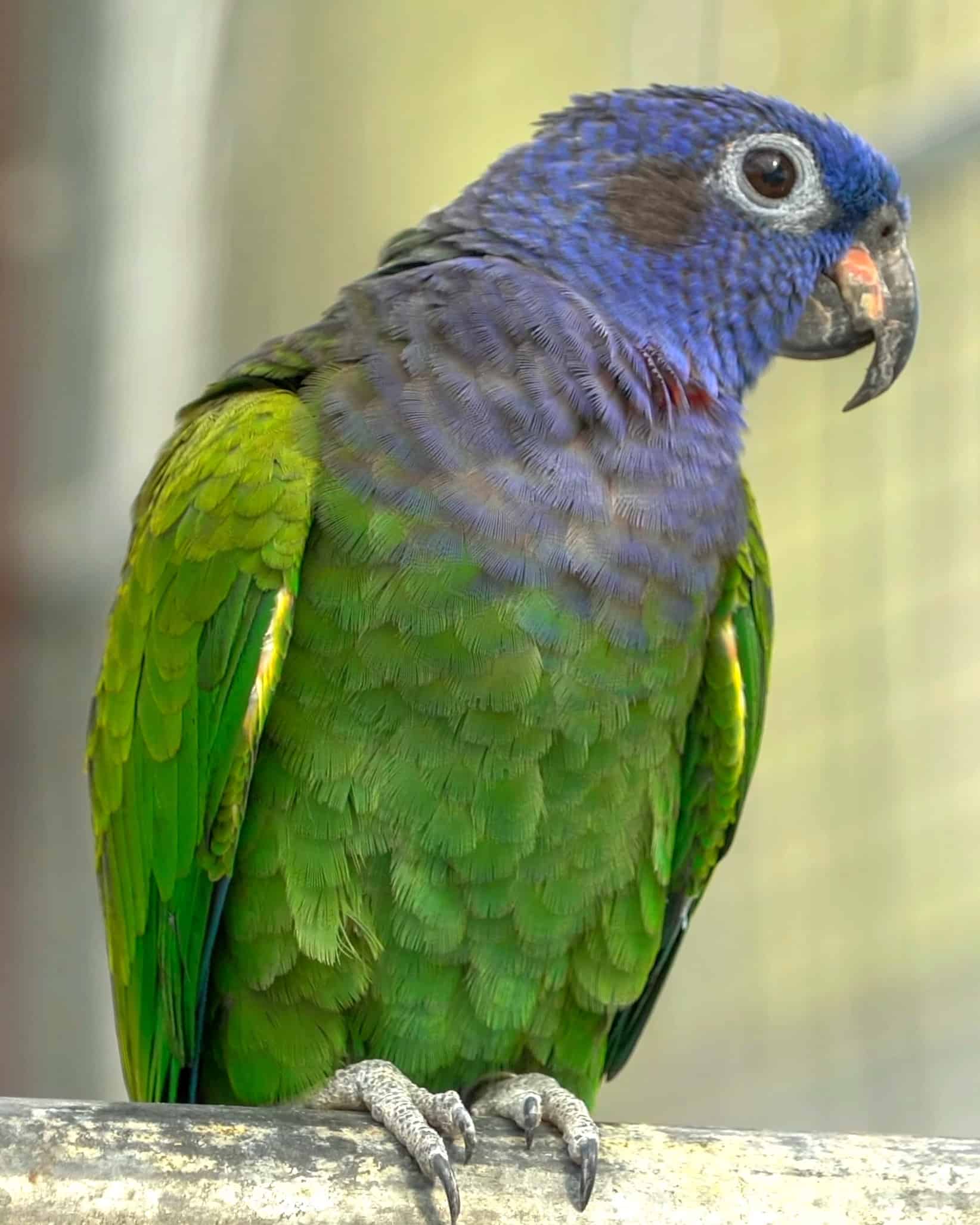 17 Types of Parrots That Make Wonderful Pets