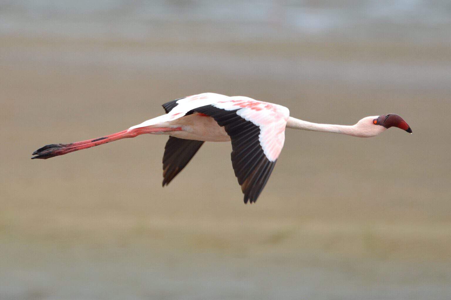 Can Flamingos Fly? - All You Need to Know