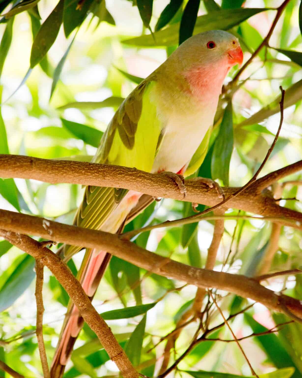 16 Birds With Long Tails (Long-Tailed Birds)