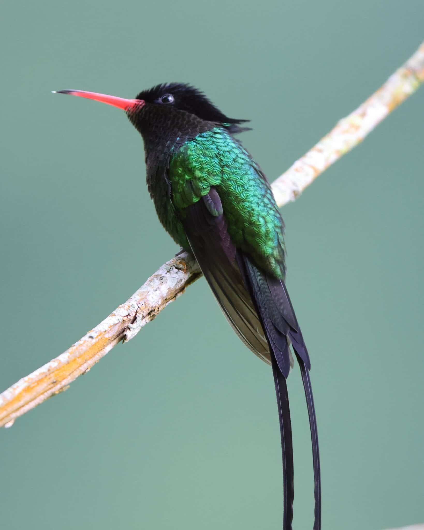16 Birds With Long Tails (Long-Tailed Birds)
