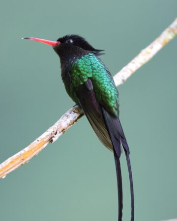 16 Birds With Long Tails (Long-Tailed Birds)