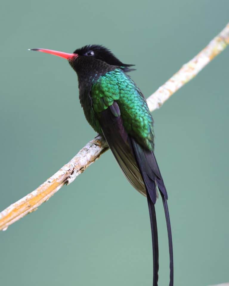 16 Birds With Long Tails (Long-Tailed Birds)