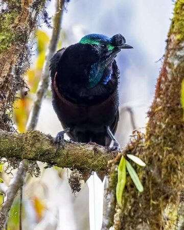 16 Birds With Long Tails (Long-Tailed Birds)