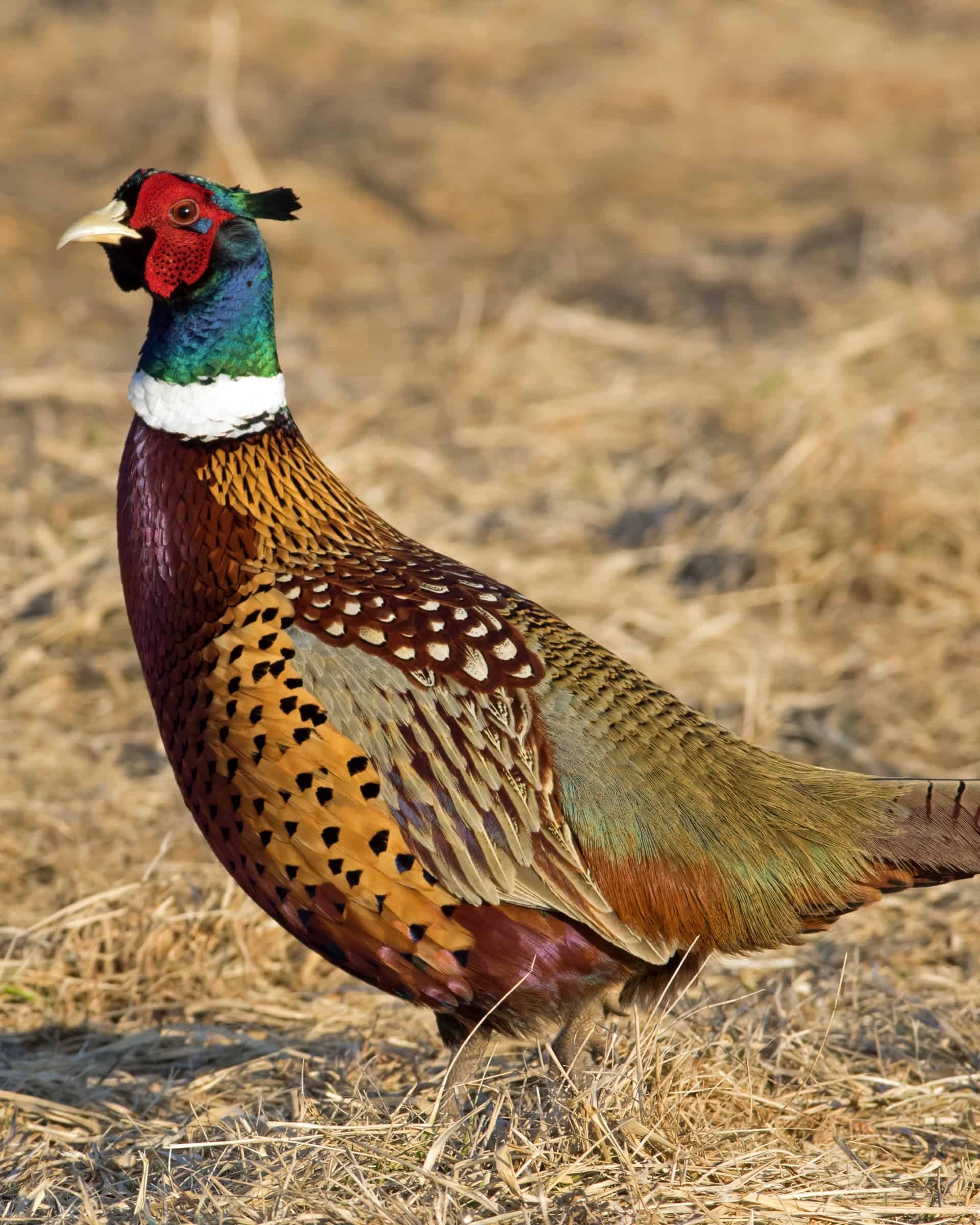 16 Birds With Long Tails (Long-Tailed Birds)