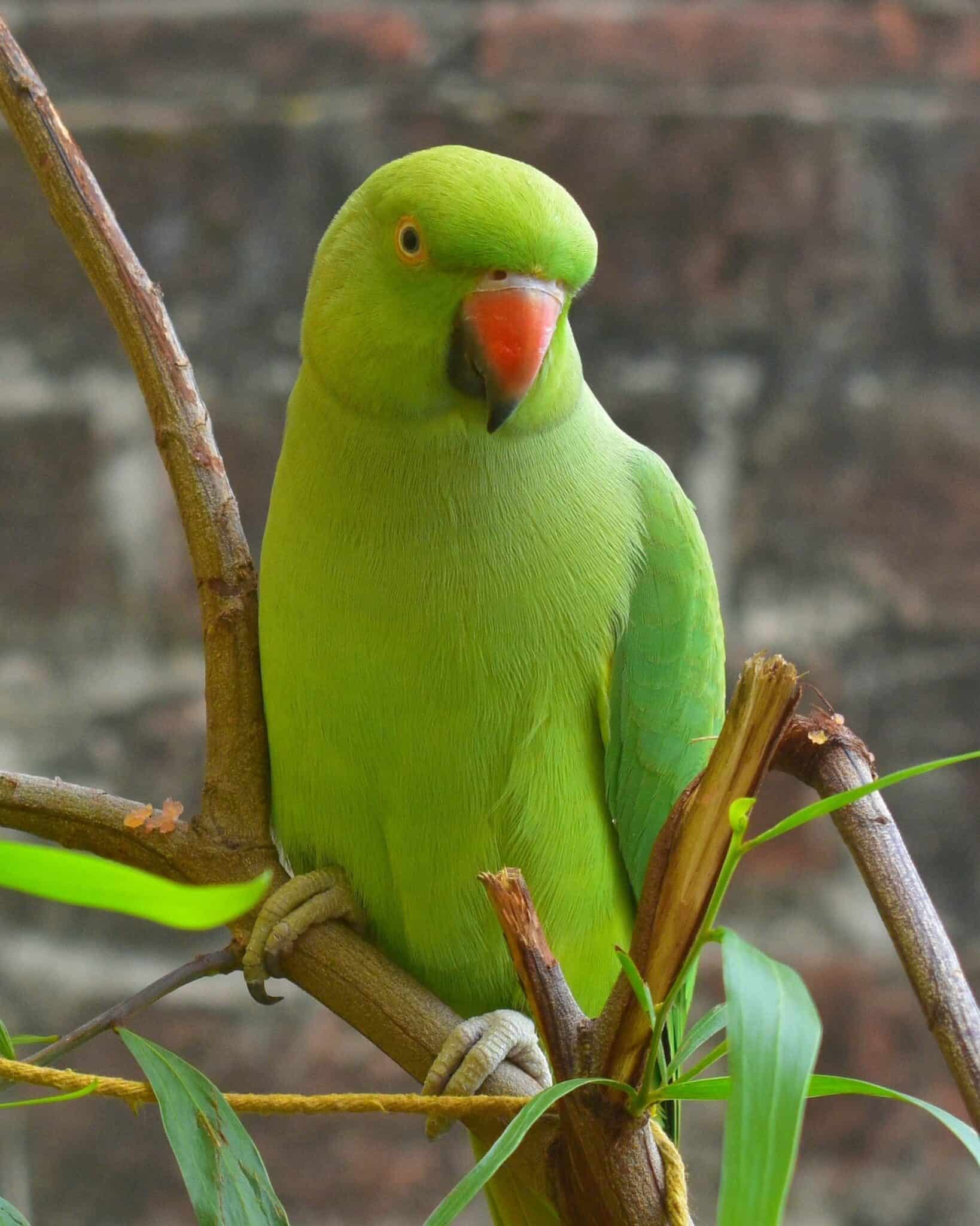 17 Types of Parrots That Make Wonderful Pets