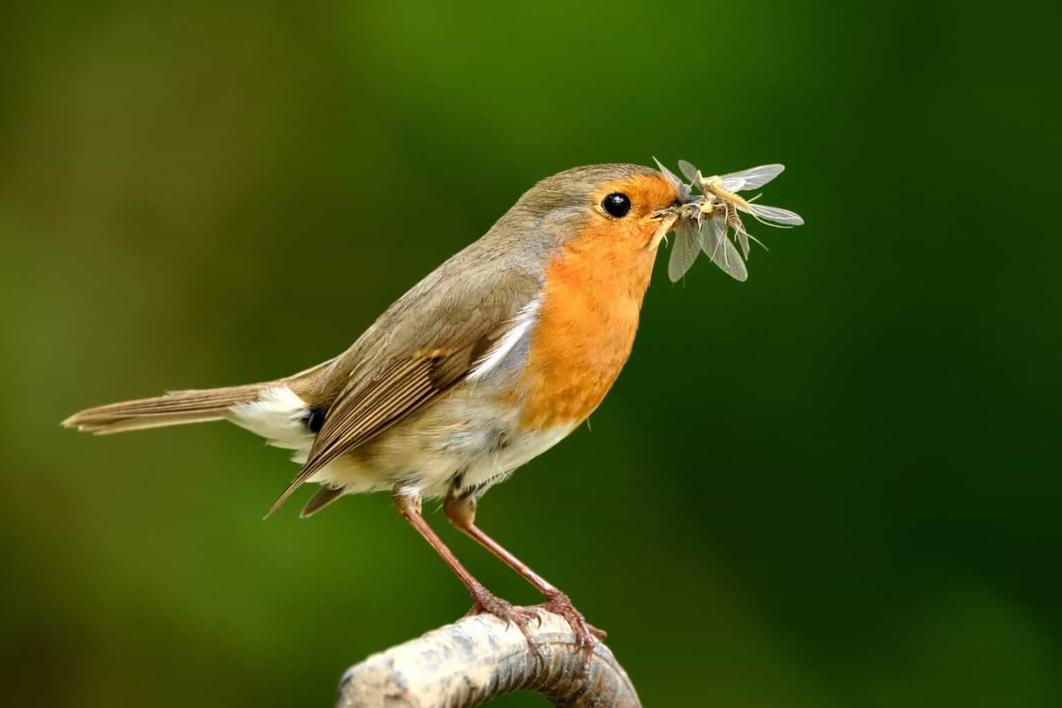 What Do Robins Eat? (Feeding Tips & How to Attract Them)