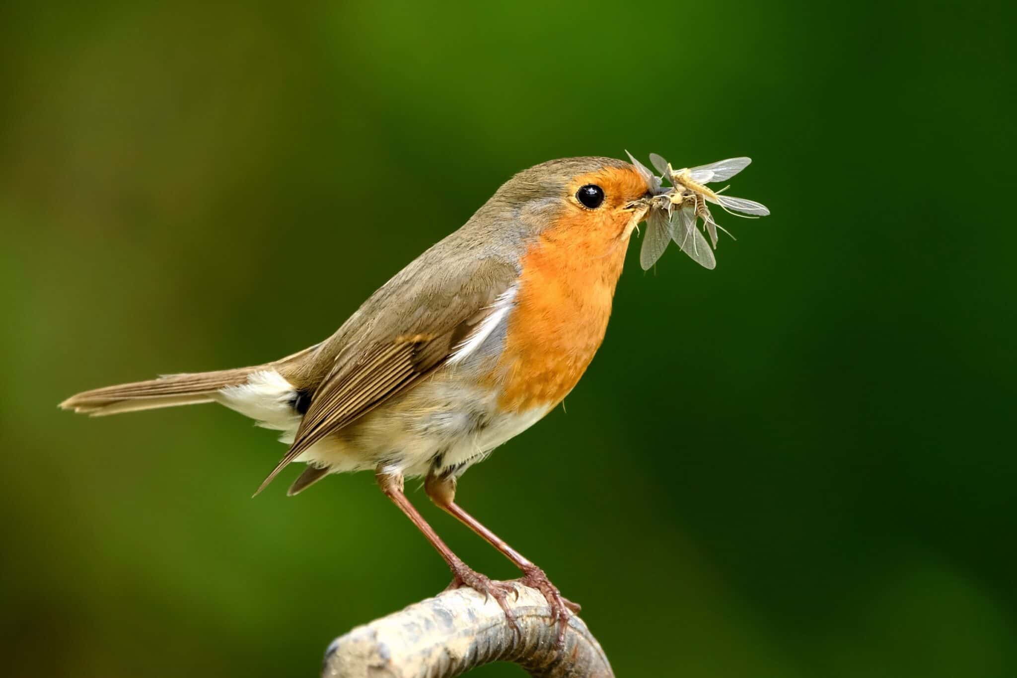 What Do Robins Eat? (Feeding Tips & How to Attract Them)