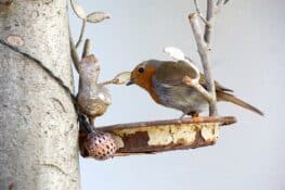 What Do Robins Eat? (Feeding Tips & How to Attract Them)