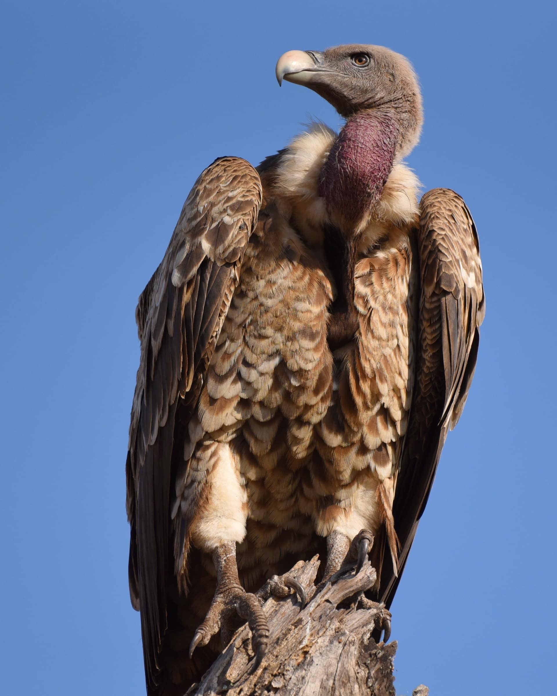 Top 10 Largest Vulture Species in the World