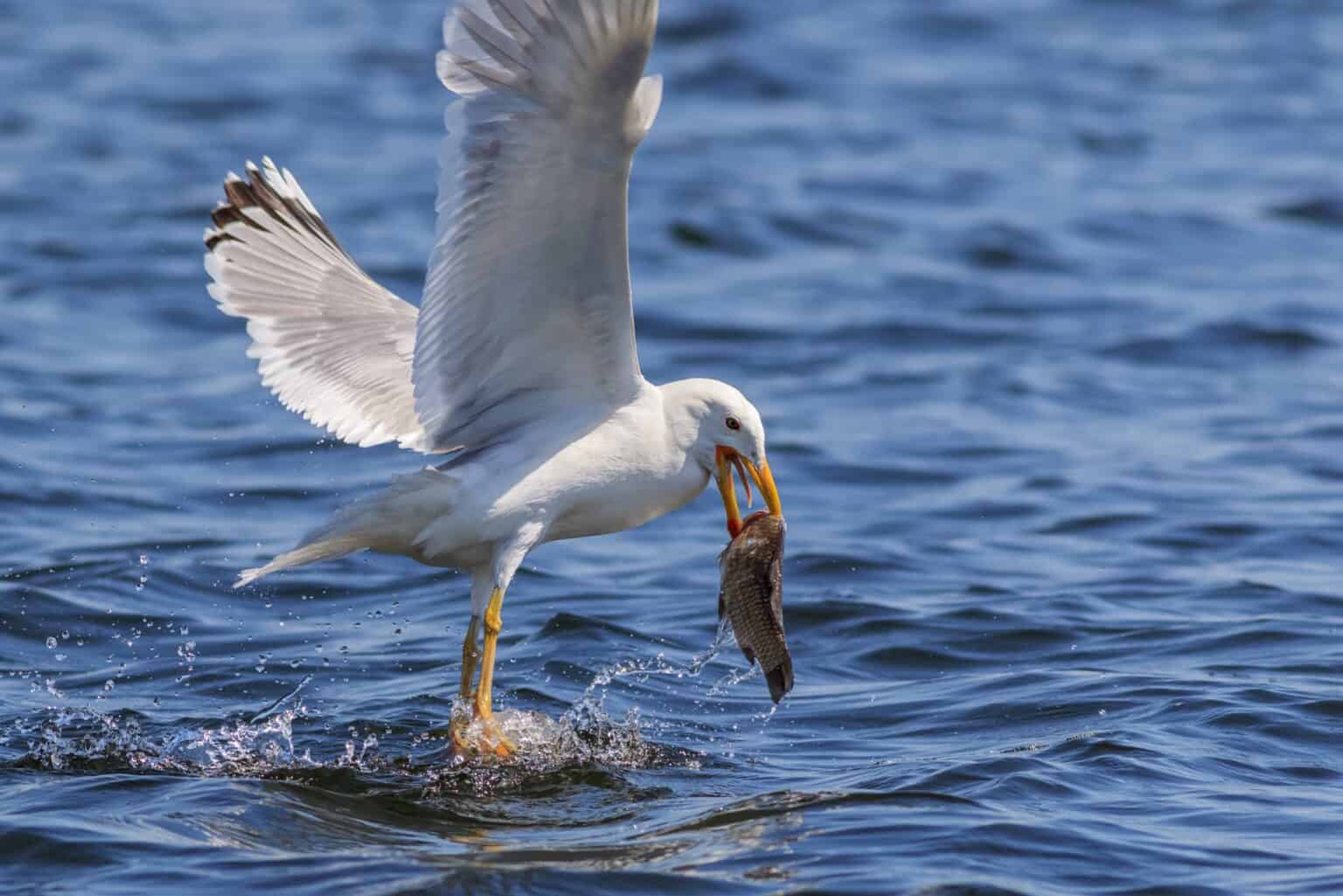 What Do Seagulls Eat? List of Foods They Love to Eat