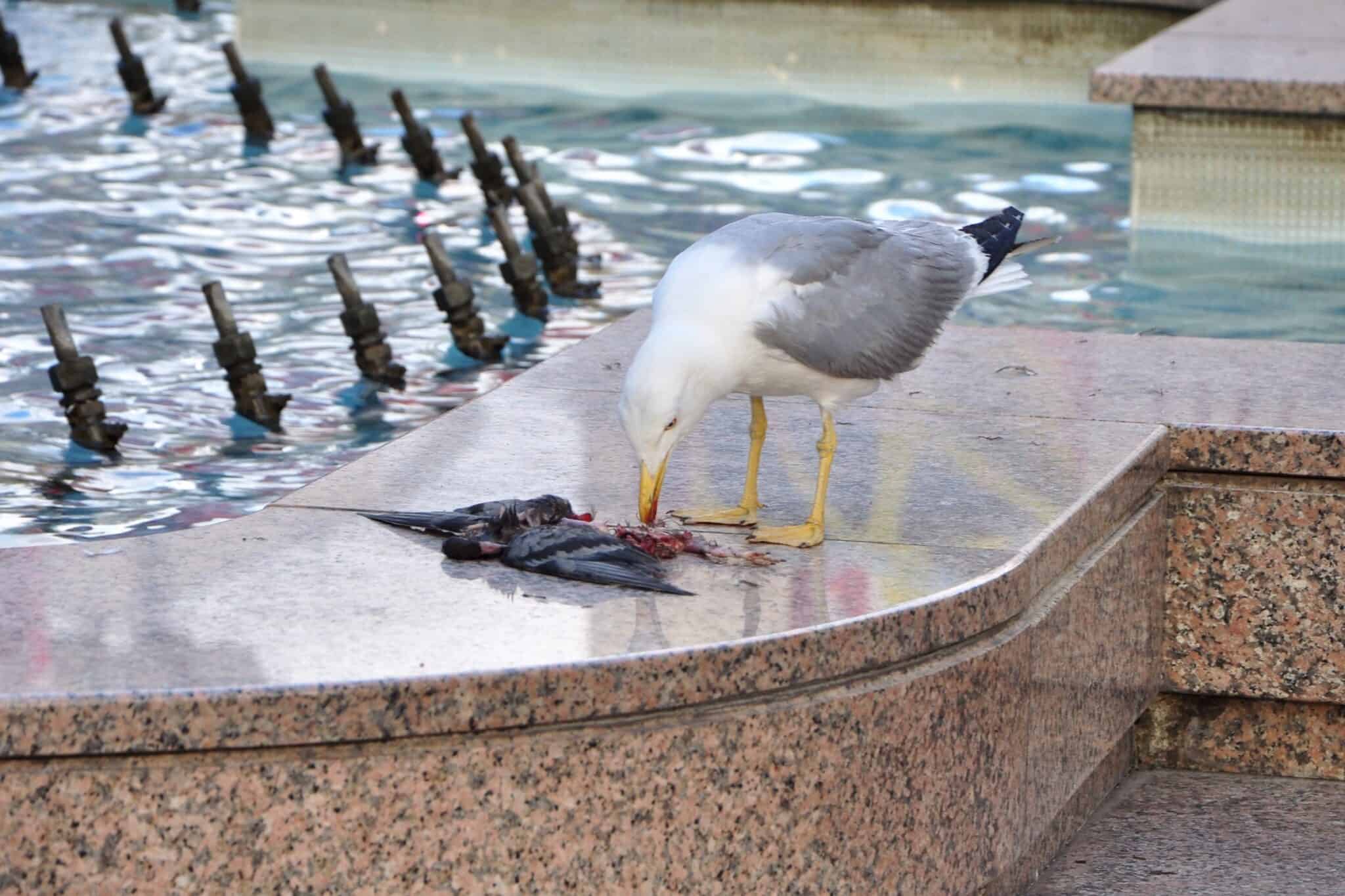 What Do Seagulls Eat? List of Foods They Love to Eat