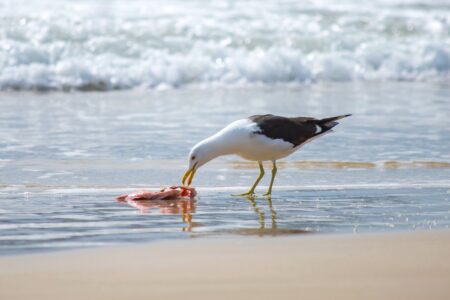 What Do Seagulls Eat? List of Foods They Love to Eat
