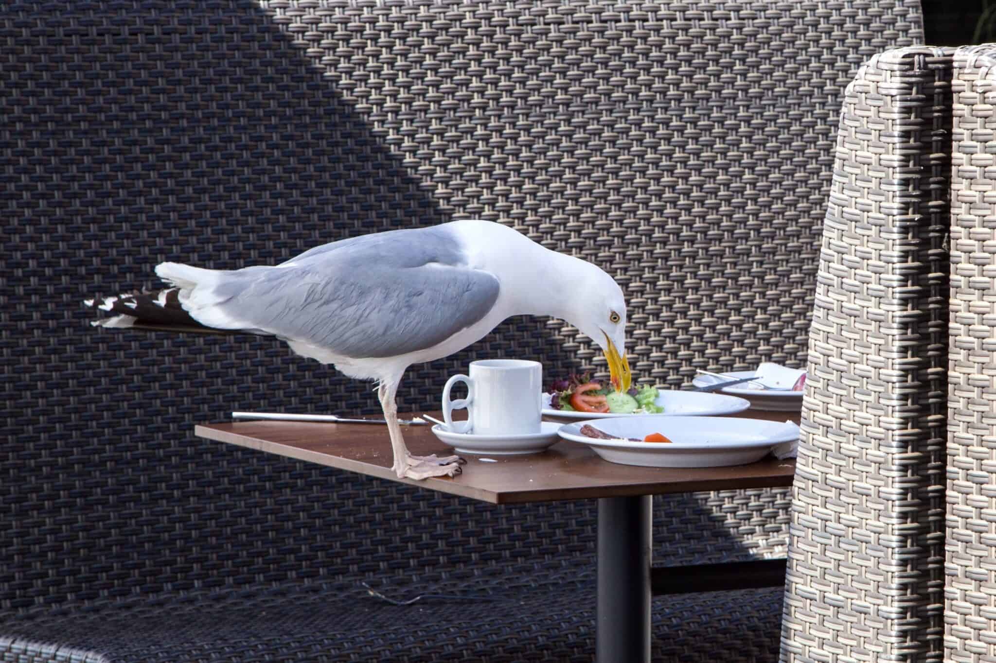 What Do Seagulls Eat? List of Foods They Love to Eat