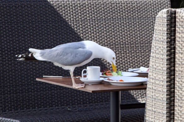 What Do Seagulls Eat? List of Foods They Love to Eat