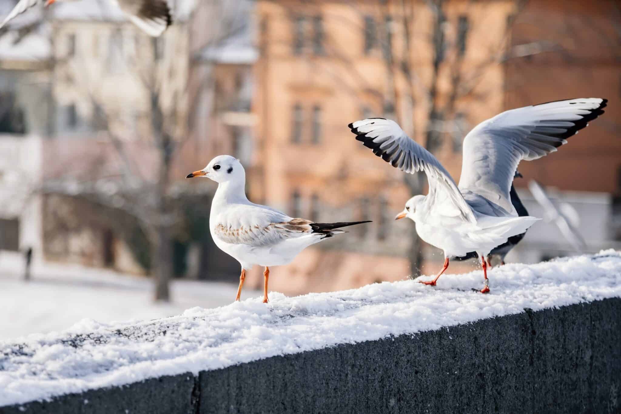 What Do Seagulls Eat? List of Foods They Love to Eat