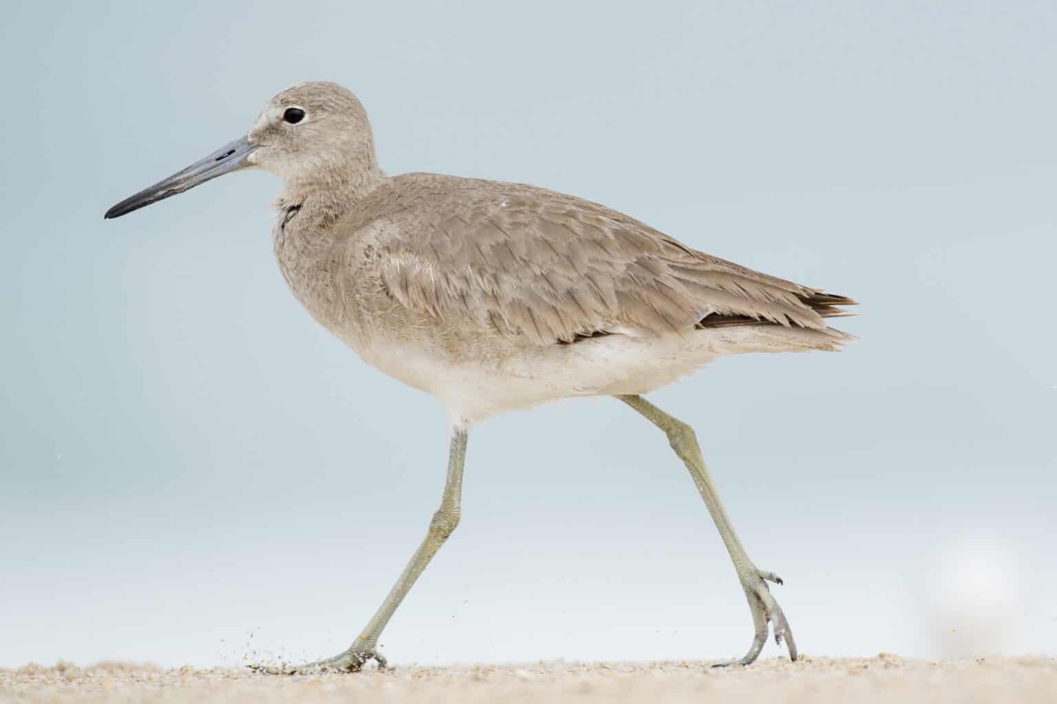 What Are Duck Feet Called? (Duck Feet Name & Facts)