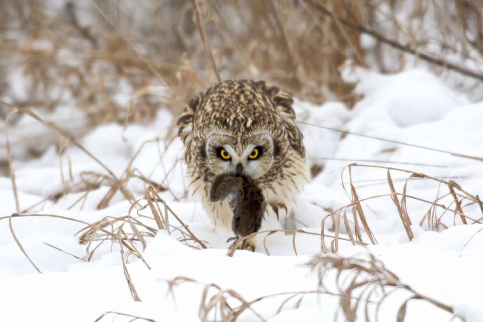 What Do Owls Eat? - Owl Feeding Habits & FAQs