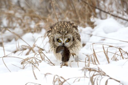 What Do Owls Eat? - Owl Feeding Habits & FAQs