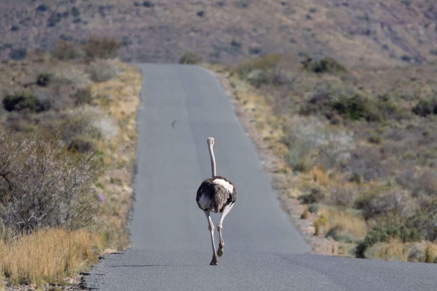 How Fast Can an Ostrich Run? (Top Speed & FAQs)