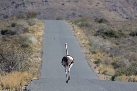 How Fast Can an Ostrich Run? (Top Speed & FAQs)