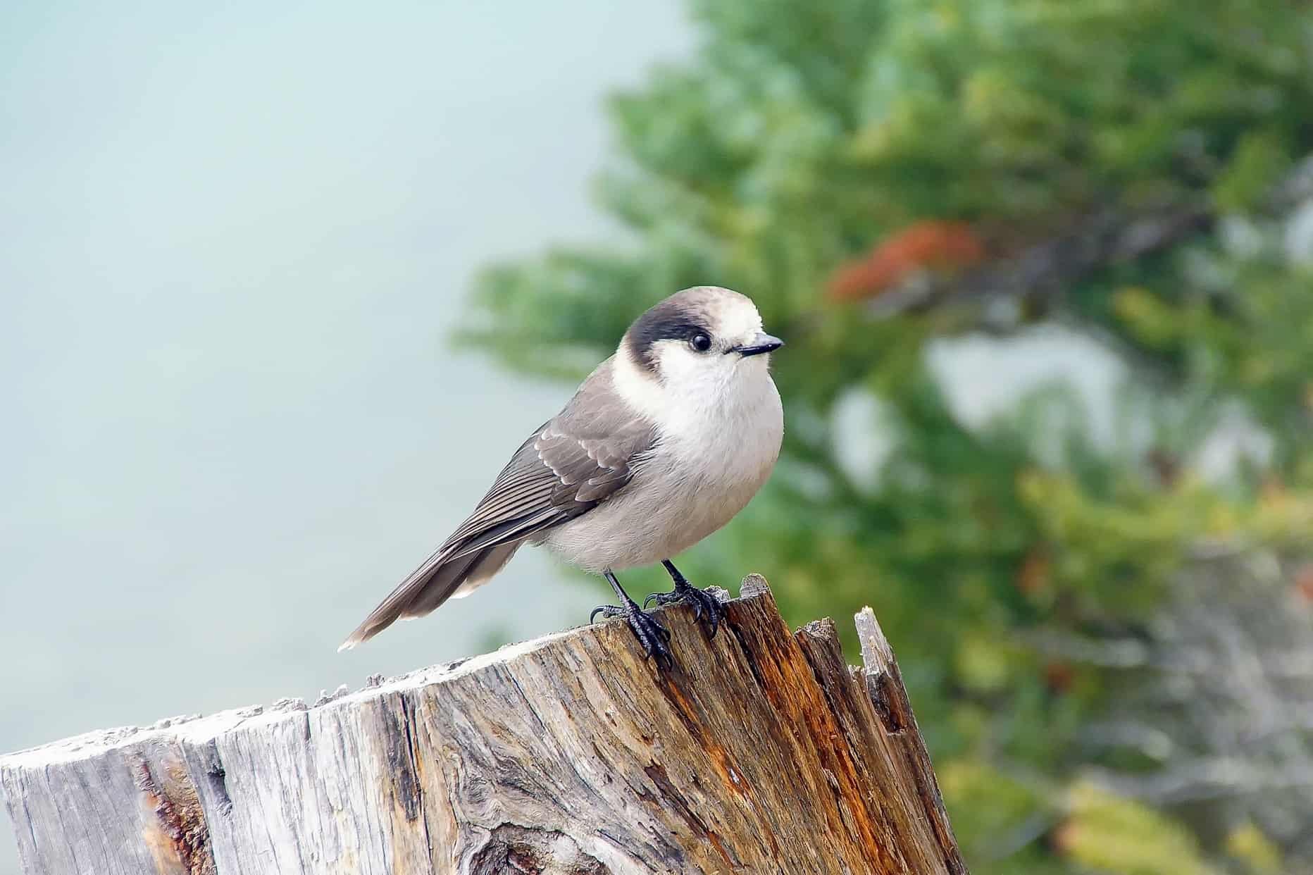 What Is the National Bird of Canada? (Why Was It Chosen?)