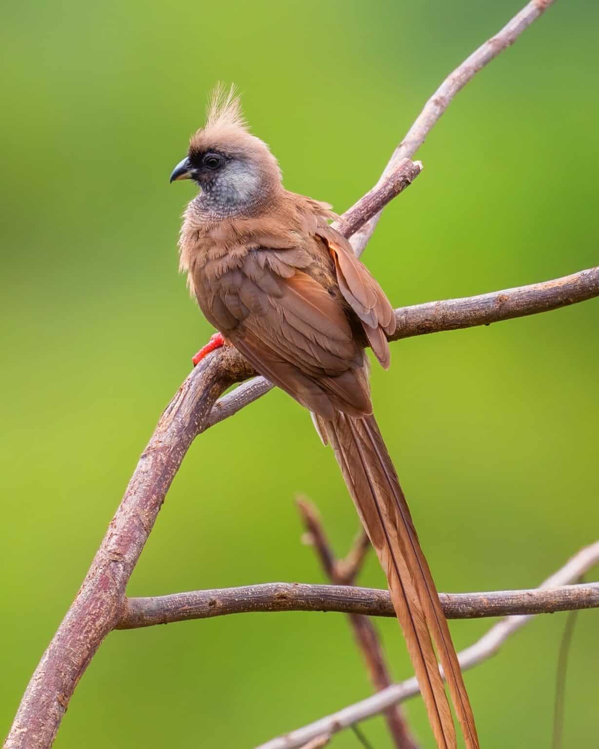 16 Birds With Long Tails (Long-Tailed Birds)