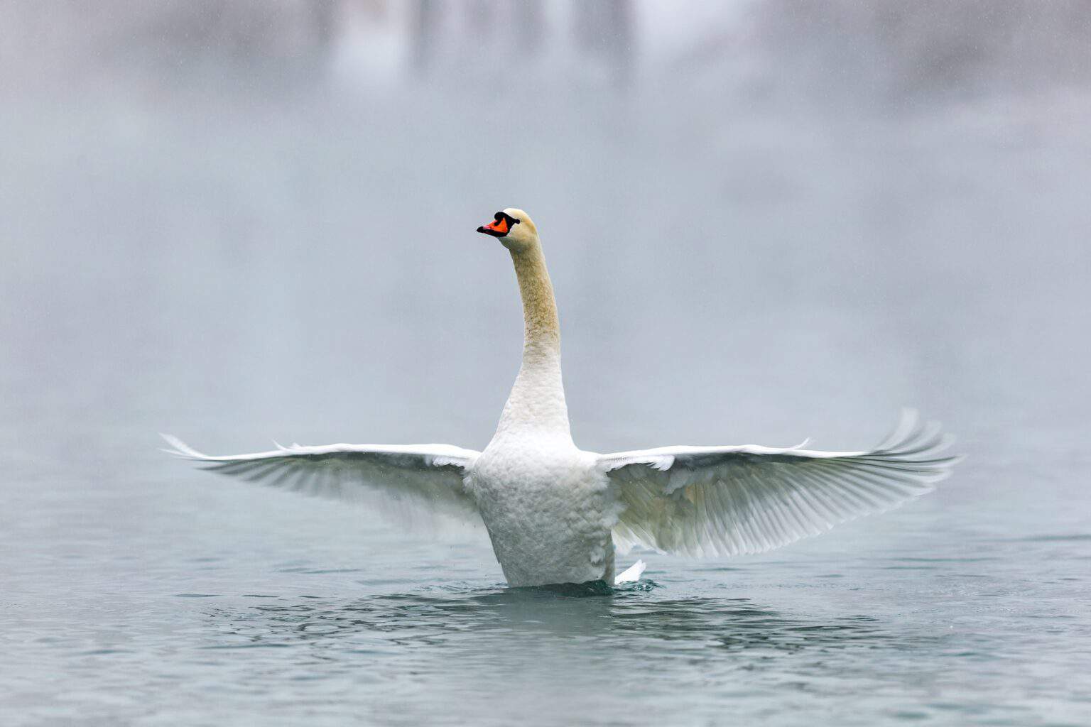 Can Swans Fly? (Distance, Height, Speed & Migration)