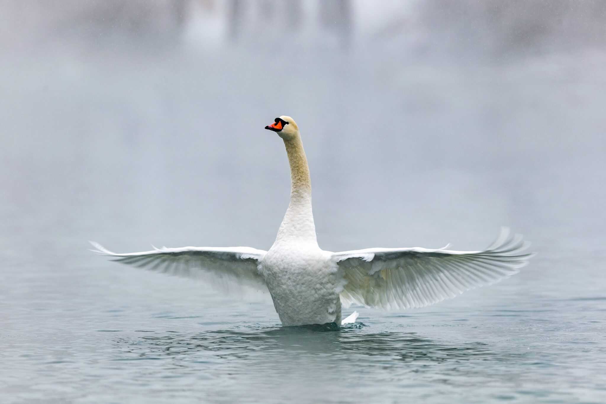 Can Swans Fly? (Distance, Height, Speed & Migration)
