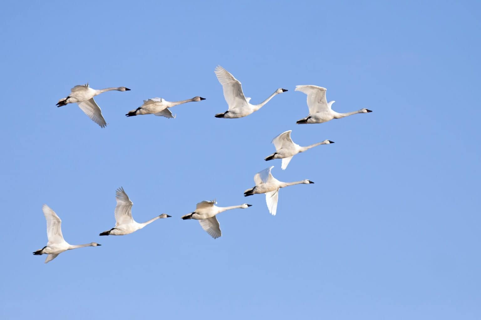 Can Swans Fly? (Distance, Height, Speed & Migration)