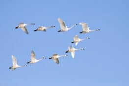 Can Swans Fly? (Distance, Height, Speed & Migration)