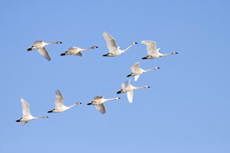 Can Swans Fly? (Distance, Height, Speed & Migration)
