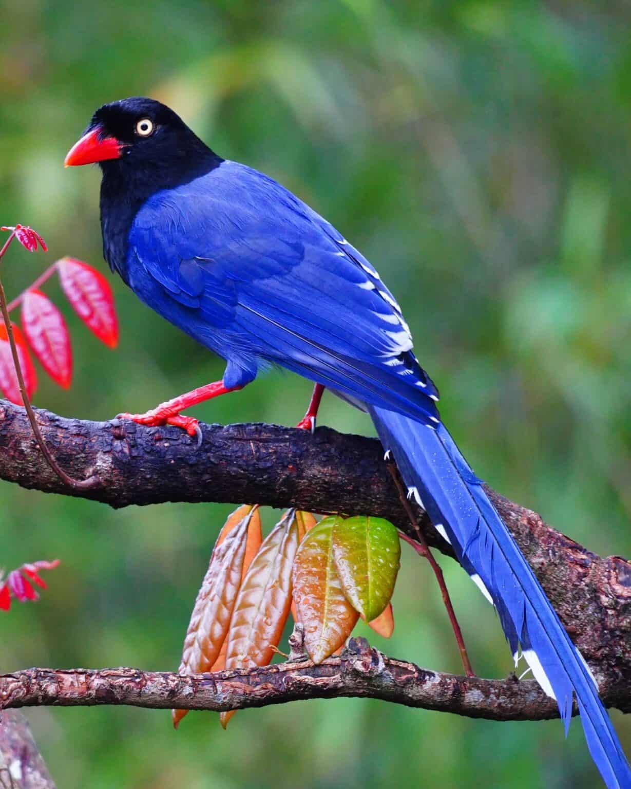 16 Birds With Long Tails (Long-Tailed Birds)