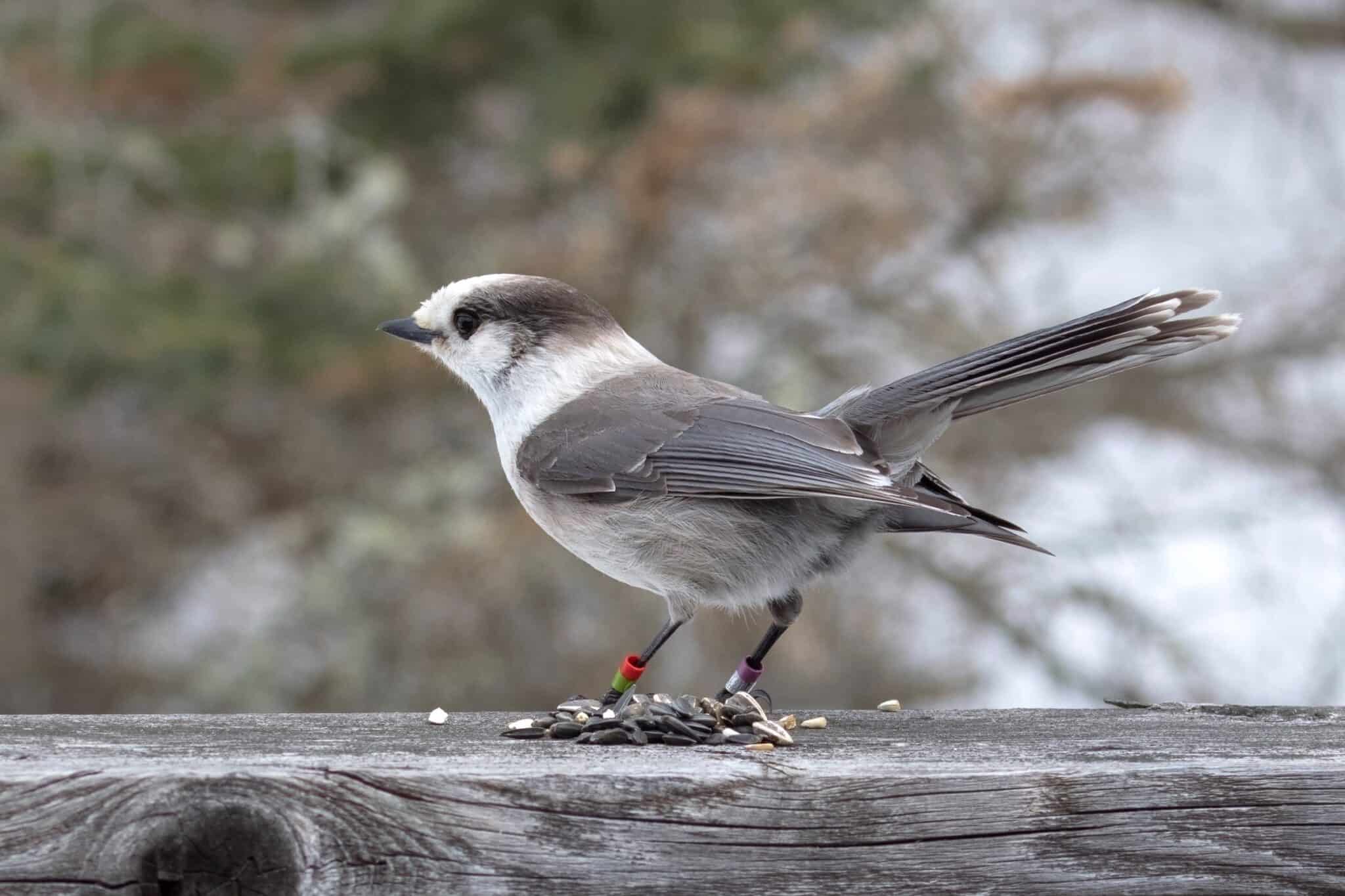What Is the National Bird of Canada? (Why Was It Chosen?)