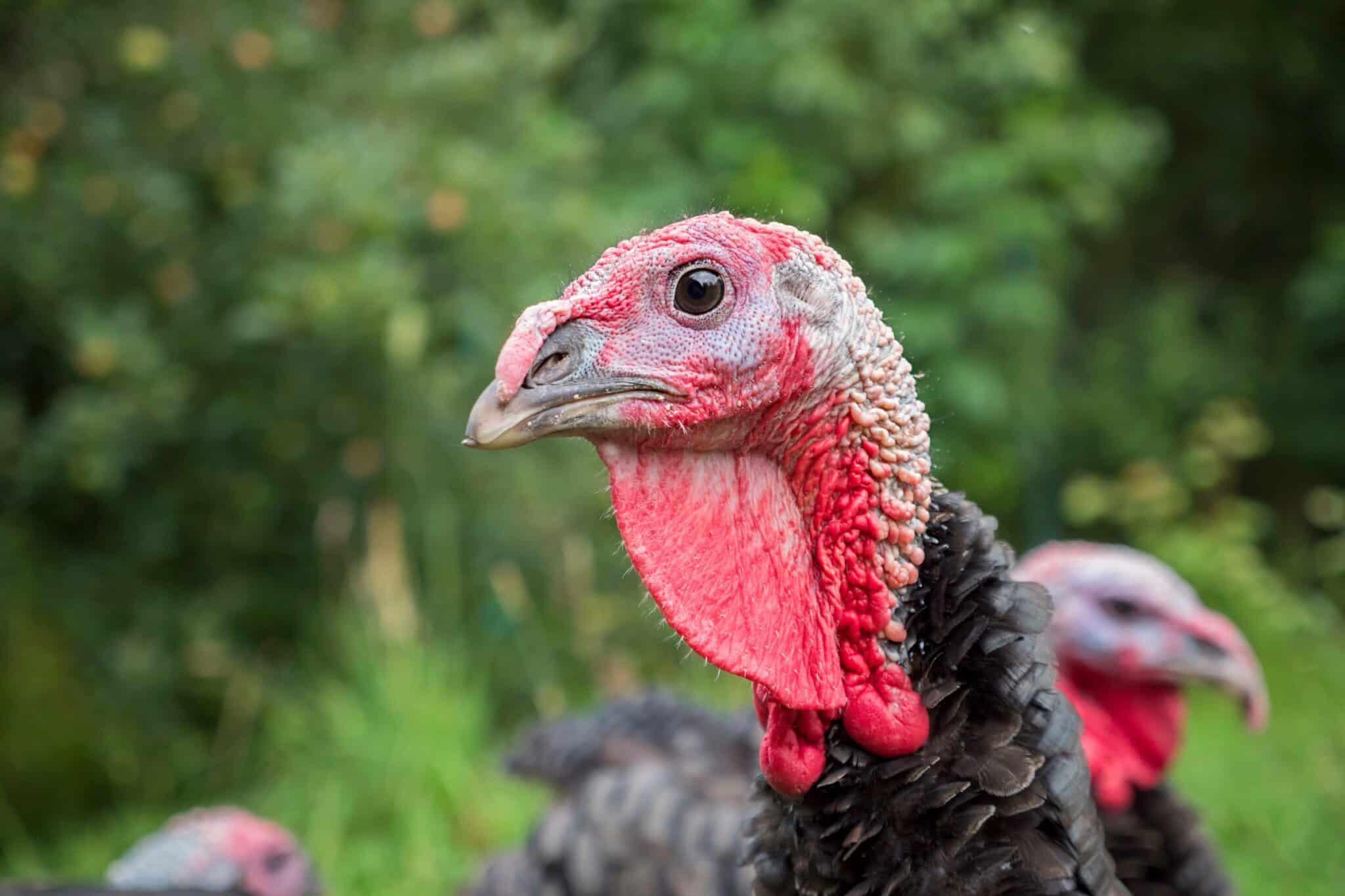 What Is the Red Thing on a Turkey’s Neck? - Bird Helpful