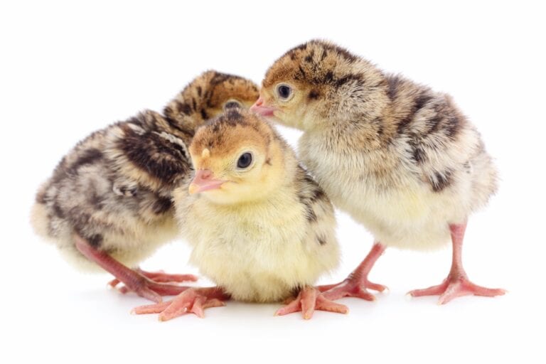14 Interesting Facts About Baby Turkeys