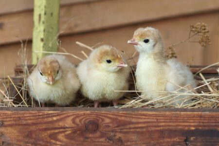 14 Interesting Facts About Baby Turkeys