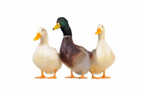 What Are Duck Feet Called? (Duck Feet Name & Facts)