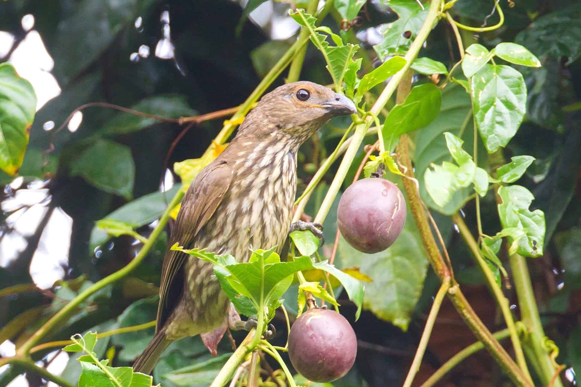 Do Birds Have Teeth? - 8 Birds That Have "Teeth"