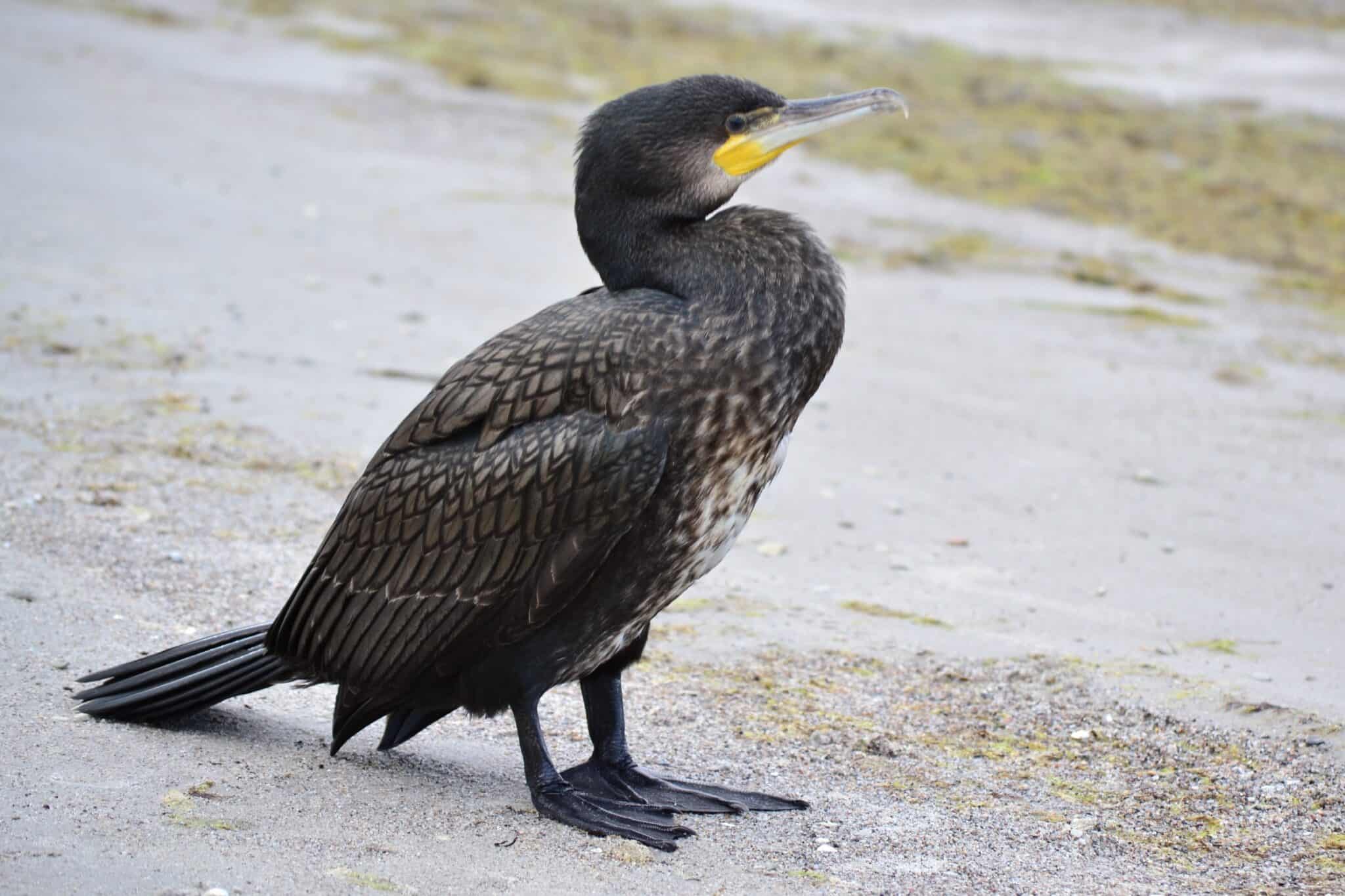 What Are Duck Feet Called? (Duck Feet Name & Facts)