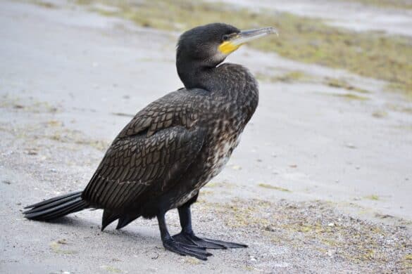 What Are Duck Feet Called? (Duck Feet Name & Facts)