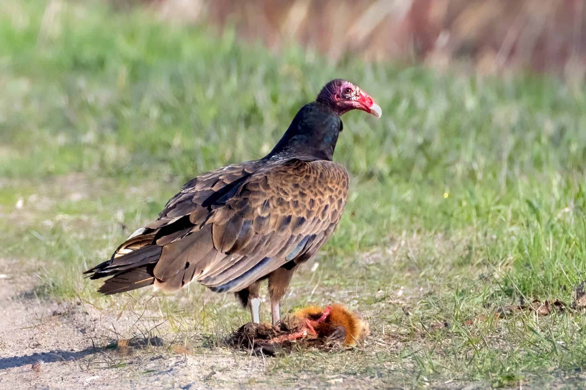 How Big Are Turkey Vultures? (Wingspan, Size & More)