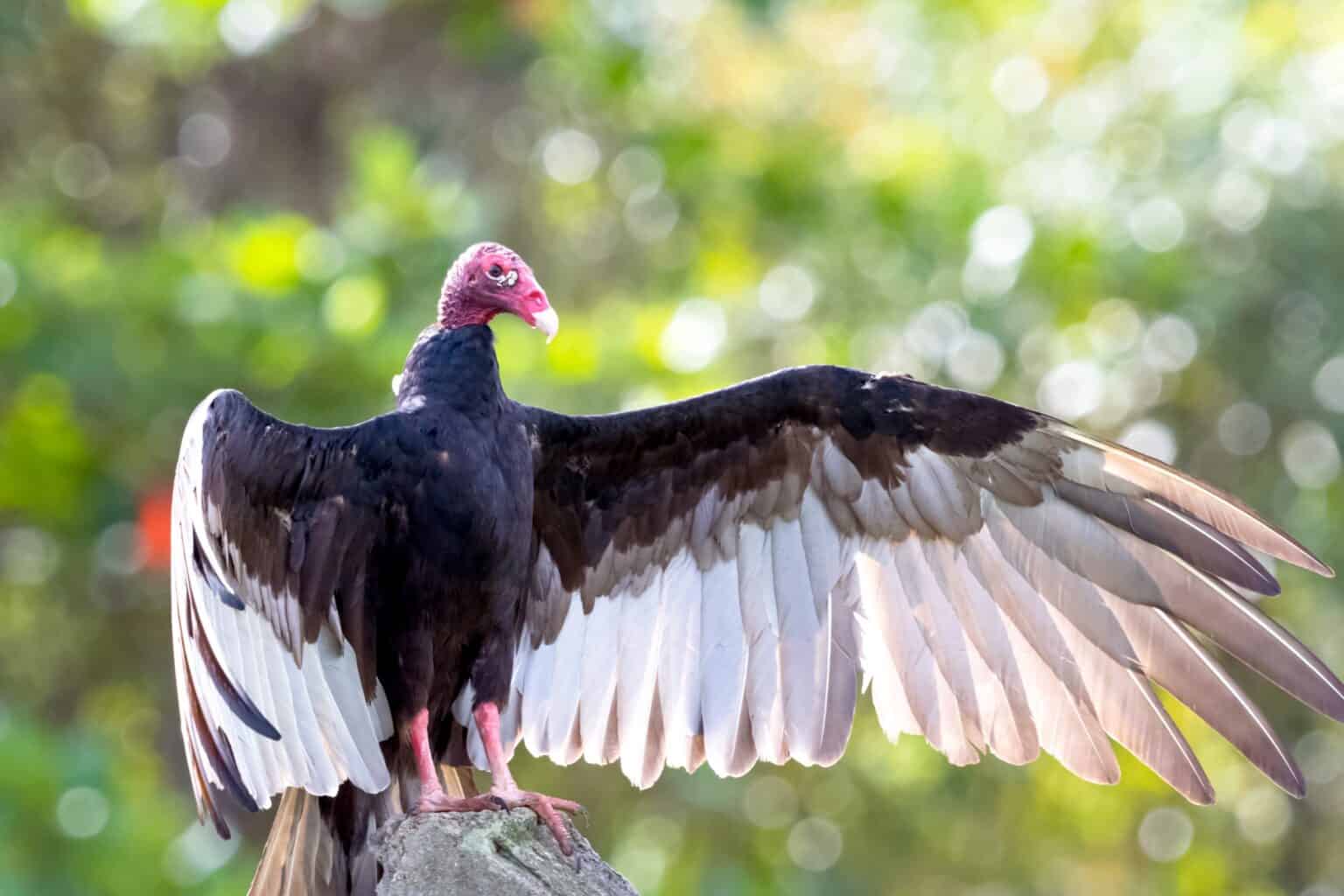 How Big Are Turkey Vultures? (Wingspan, Size & More)