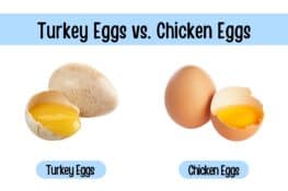 Turkey Eggs vs. Chicken Eggs: What's the Difference?
