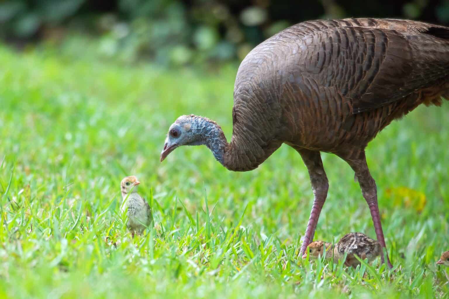 14 Interesting Facts About Baby Turkeys