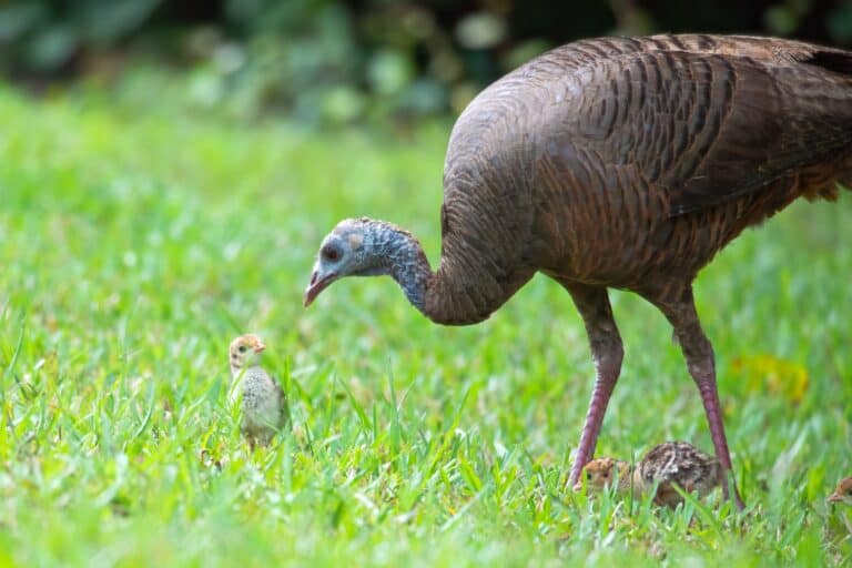 14 Interesting Facts About Baby Turkeys