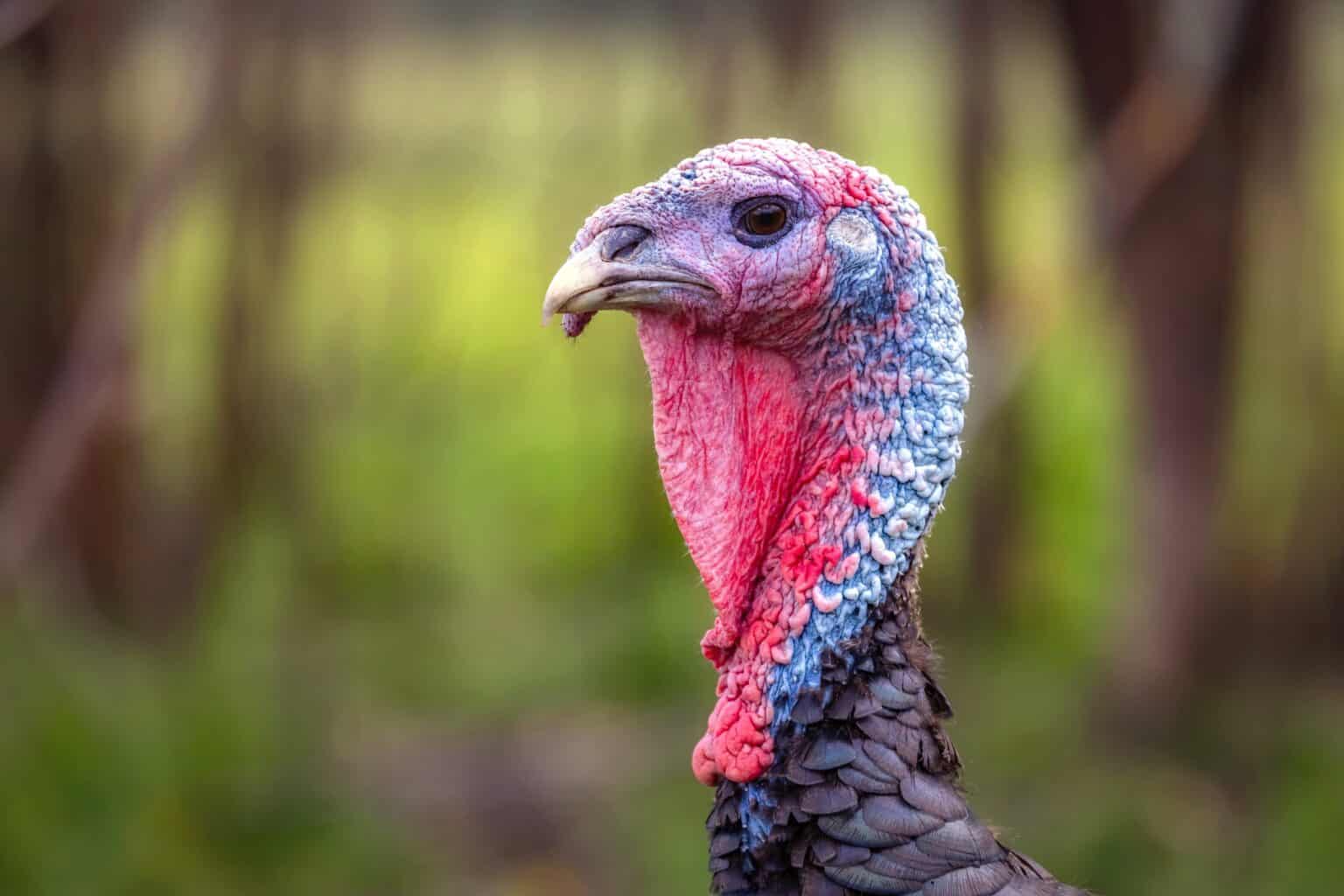 What Is the Red Thing on a Turkey’s Neck? - Bird Helpful