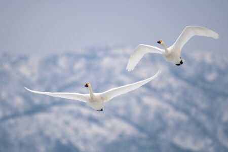 Can Swans Fly? (Distance, Height, Speed & Migration)