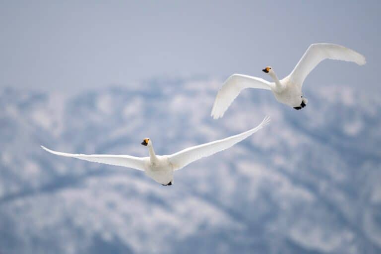 Can Swans Fly? (Distance, Height, Speed & Migration)