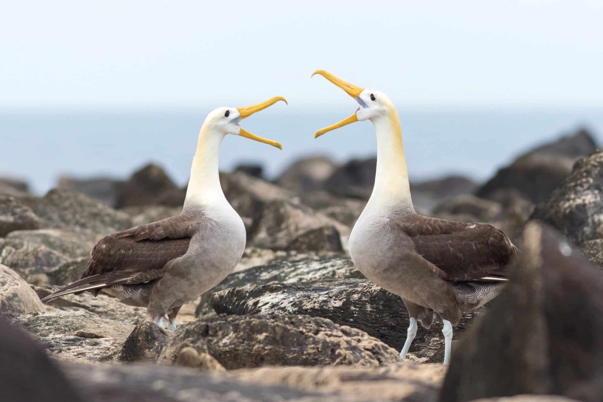 How Do Birds Mate? - Bird Mating Facts & FAQs