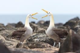 How Do Birds Mate? - Bird Mating Facts & FAQs